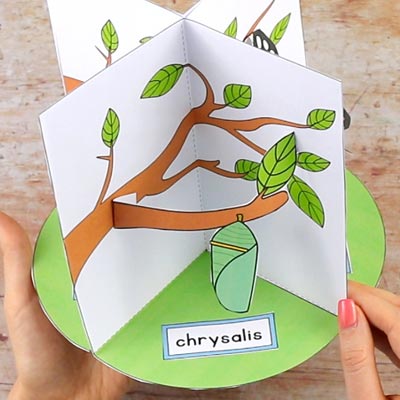 3D Life Cycle of a Butterfly Craft – Easy Peasy and Fun Membership